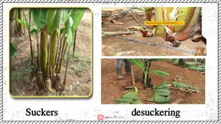 Special Horticultural Practices in fruit crops.pdf