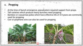 Special Horticultural Practices in fruit crops.pdf