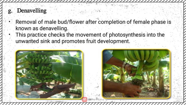 Special Horticultural Practices in fruit crops.pdf | Gardening | Home & Garden