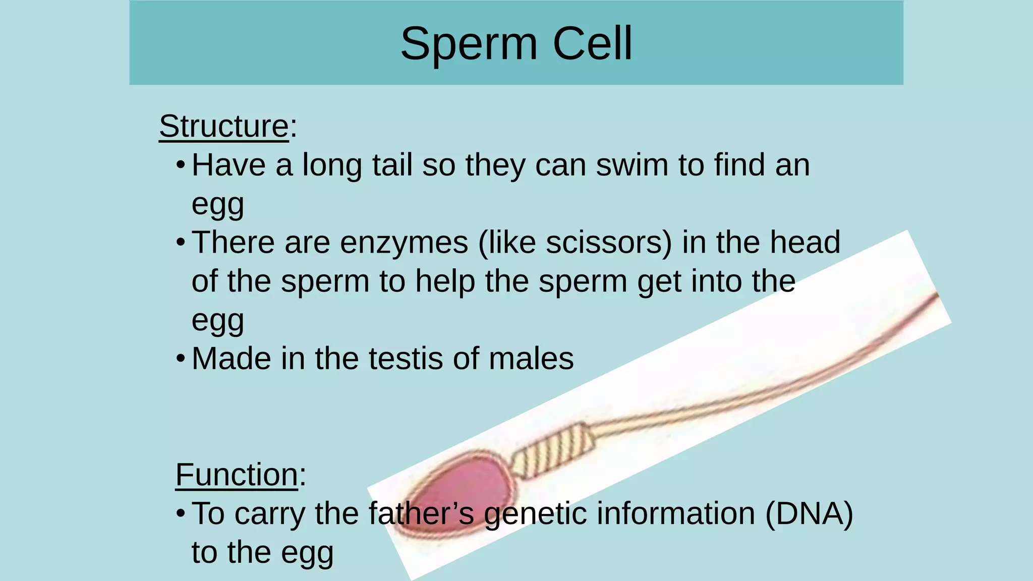 Specialised-cell.pptx