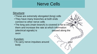 Specialised-cell.pptx