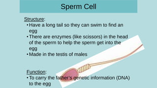 Specialised-cell.pptx