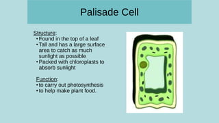 Specialised-cell.pptx