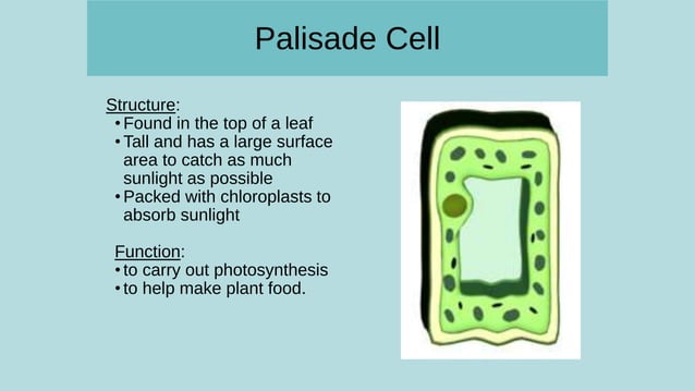 Specialised-cell.pptx