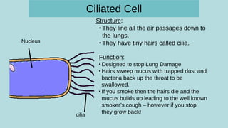 Specialised-cell.pptx