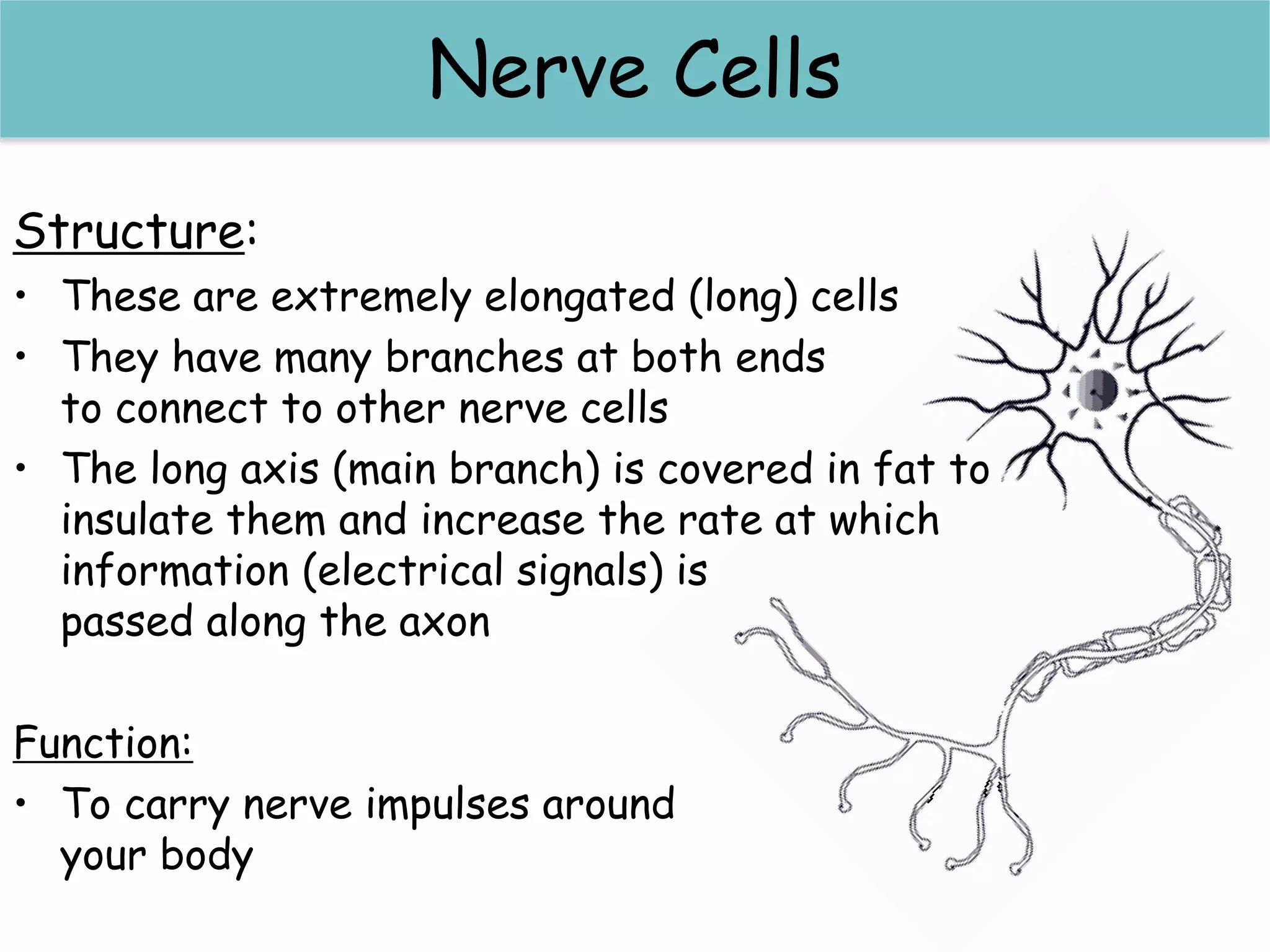 Specialised-info-sheets_2019.ppt
