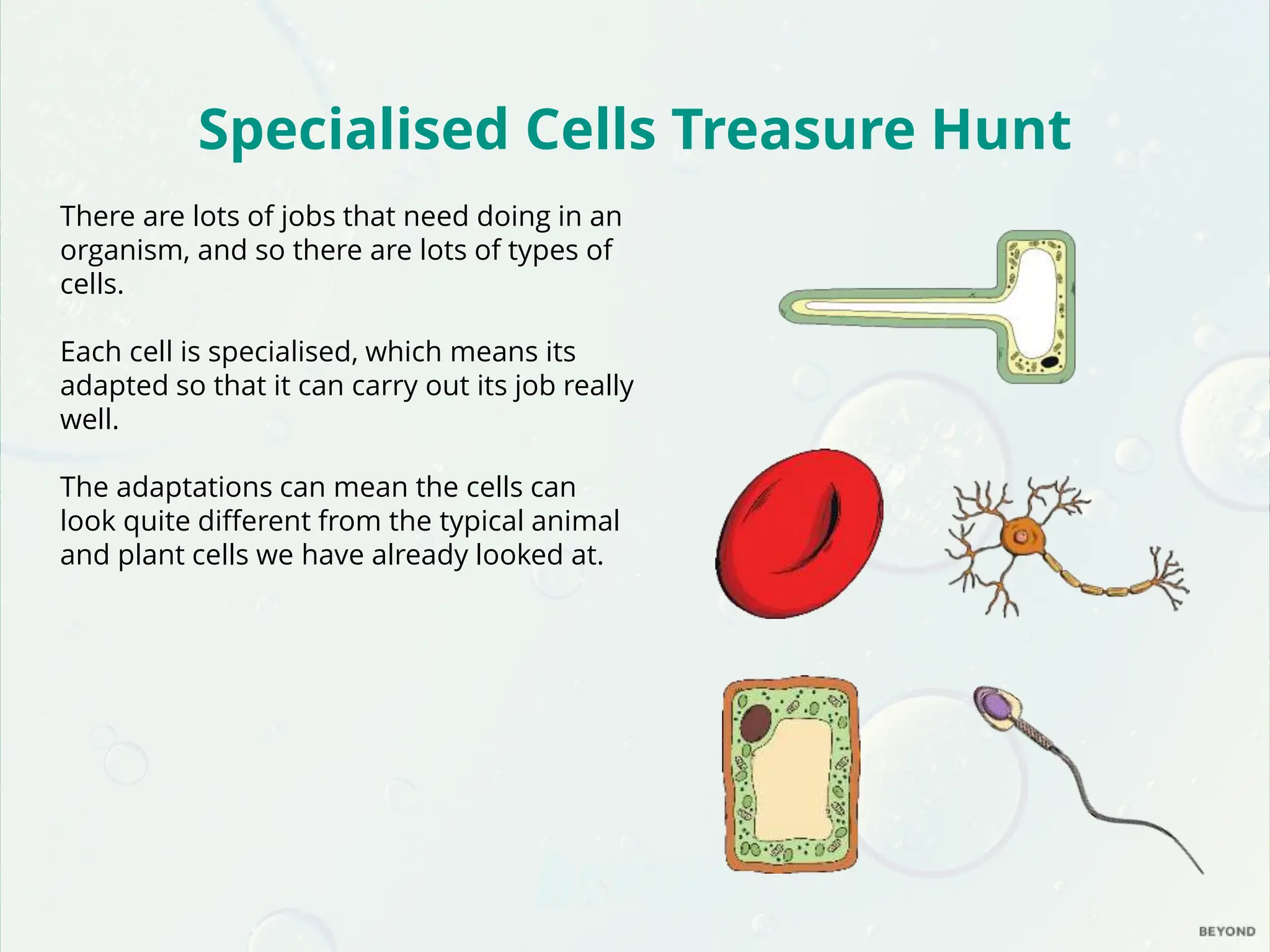 specialised cell lesson 3 igcse sciences.pptx
