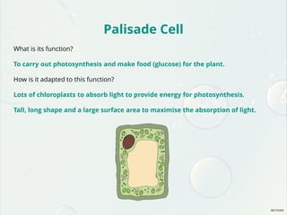 specialised cell lesson 3 igcse sciences.pptx
