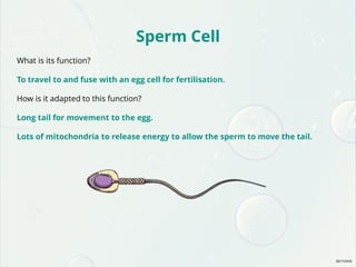 specialised cell lesson 3 igcse sciences.pptx