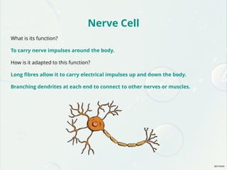specialised cell lesson 3 igcse sciences.pptx