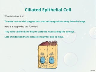 specialised cell lesson 3 igcse sciences.pptx