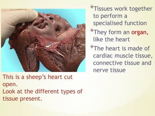 specialisedcells-150113095036-conversion-gate01.pptx