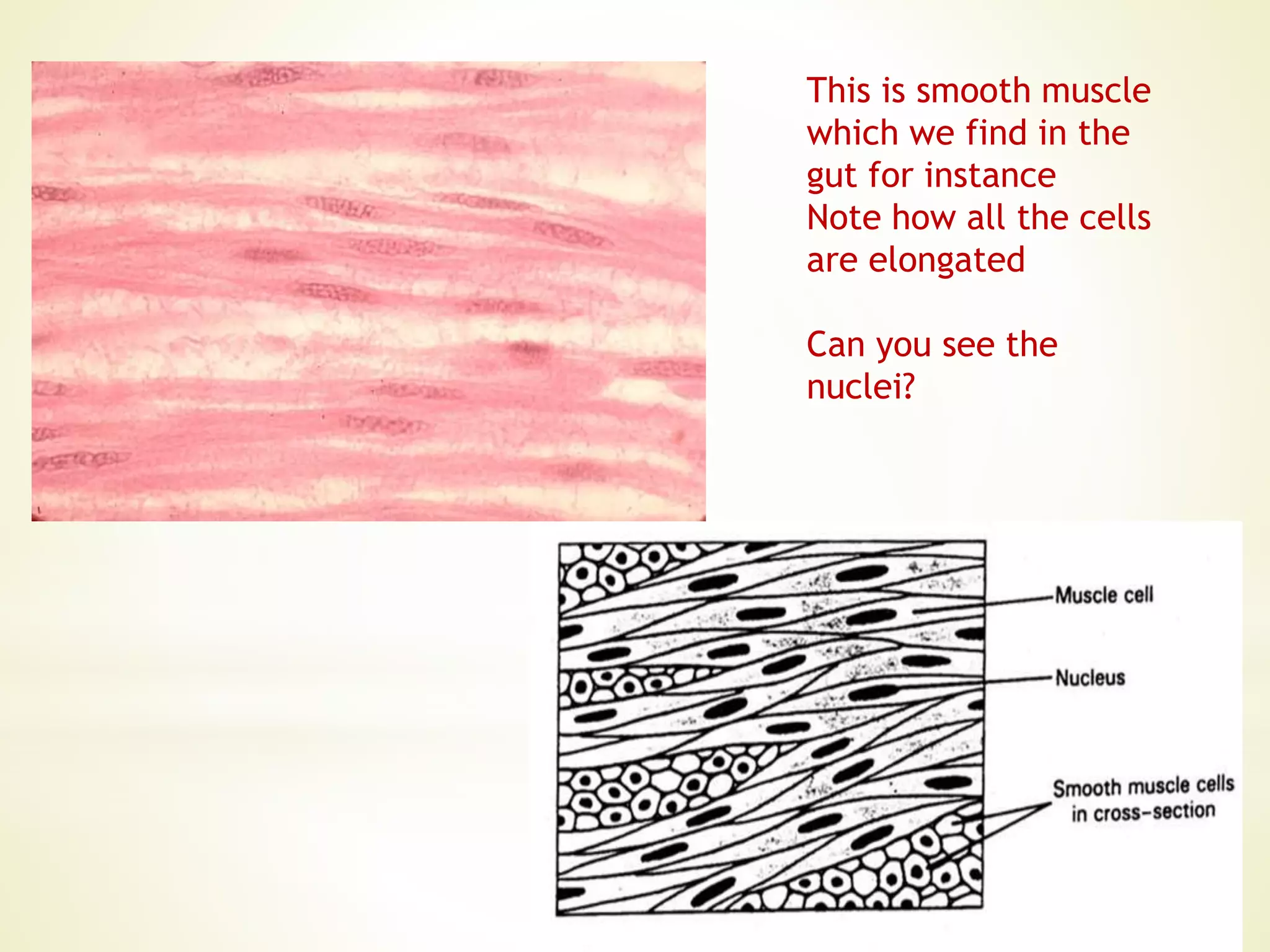 Specialised cells | PPTX