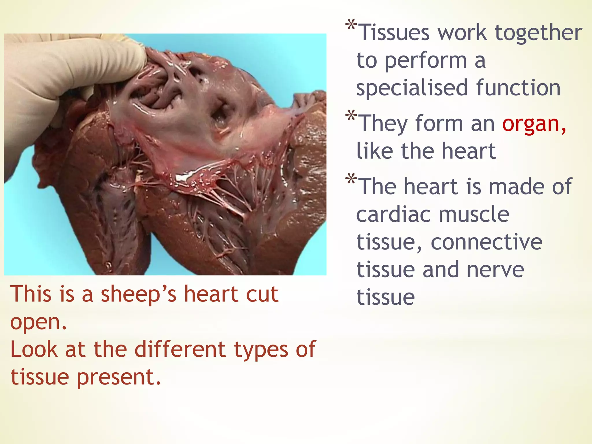 Specialised cells | PPTX