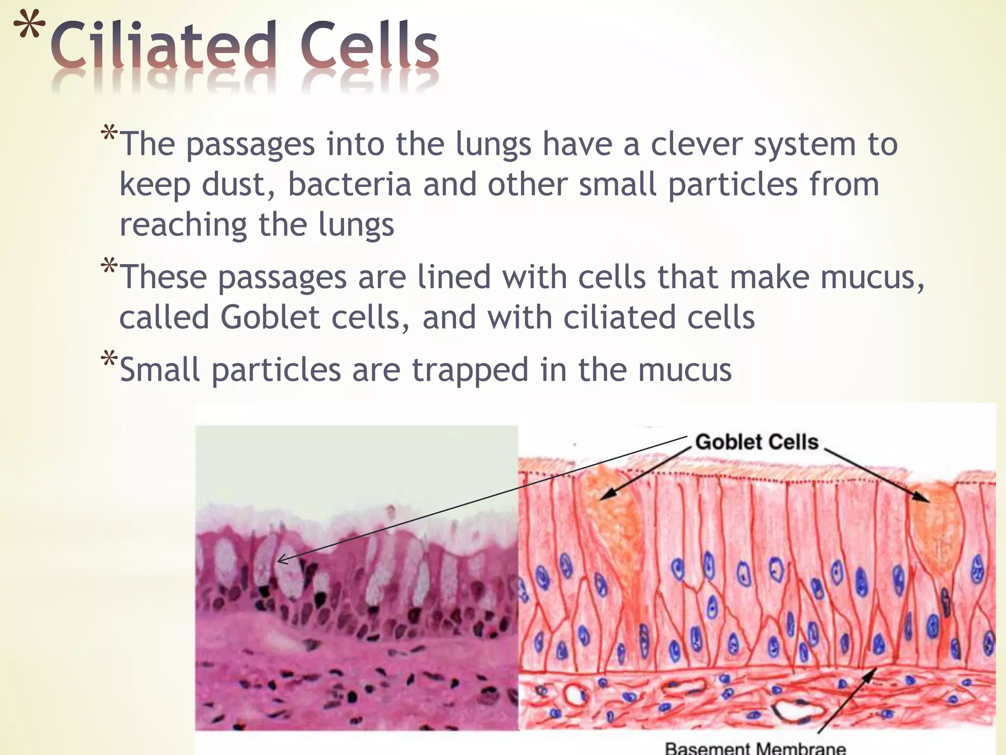 Specialised cells | PPTX