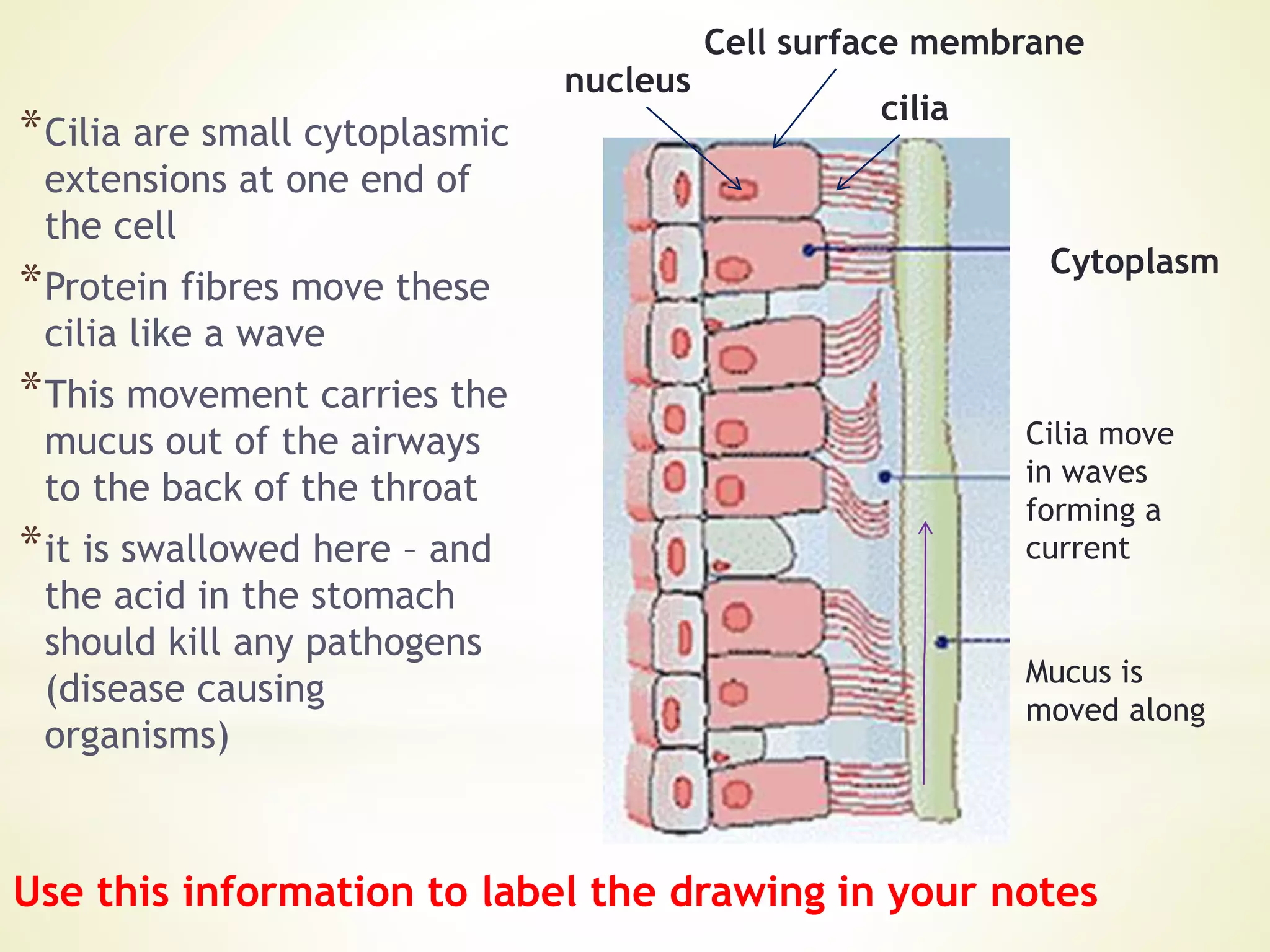 Specialised cells | PPTX