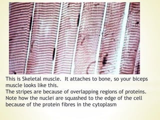 Specialised cells | PPTX