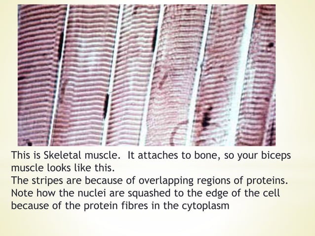 Specialised cells | PPTX