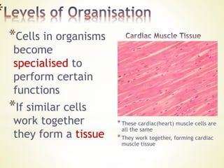 Specialised cells | PPTX