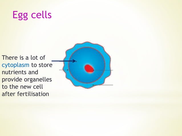 Specialised cells | PPTX