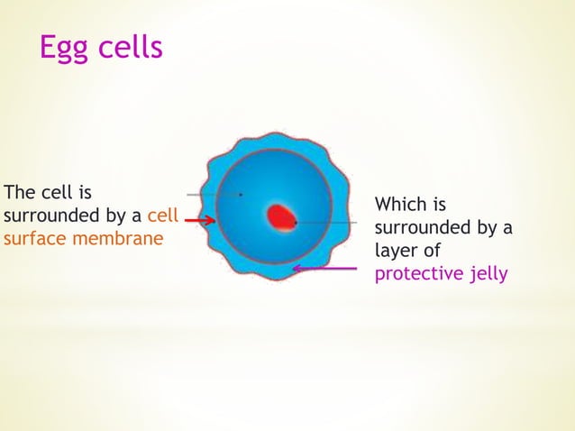 Specialised cells | PPTX