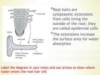 Specialised cells | PPTX