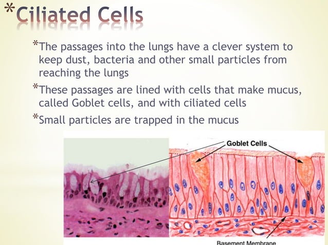 Specialised cells | PPTX