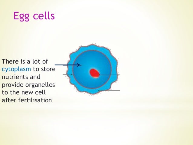 Specialised cells