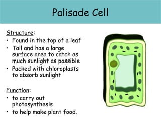 Specialised info sheets | PPT