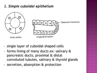 STPM: Specialization of animal cells | PPTX