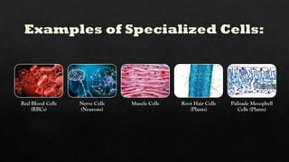 Specialized Cell_Grade10 material for tc | PPTX