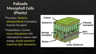 Specialized Cell_Grade10 material for tc | PPTX