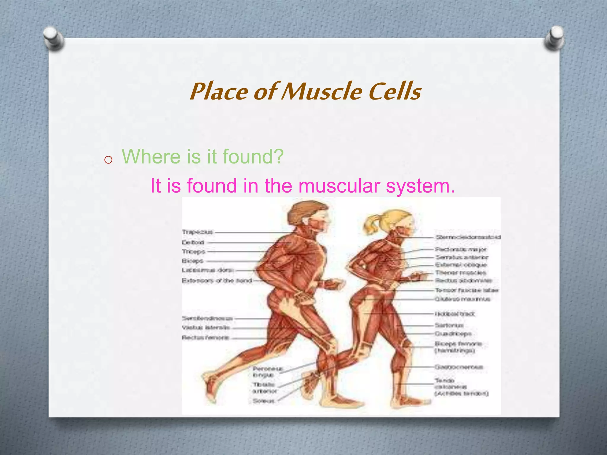 Specialized Cells, Biology | PPTX