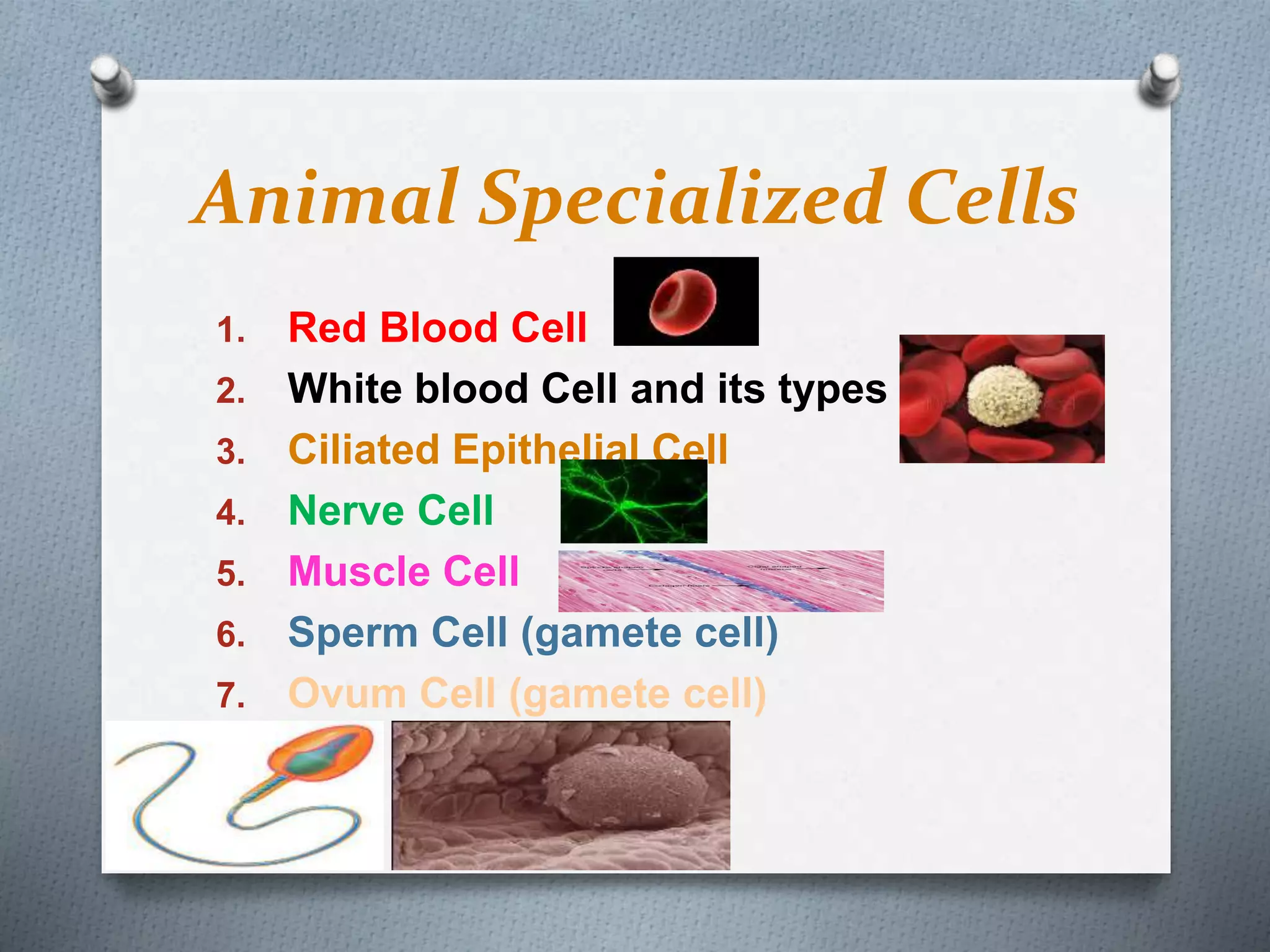 Specialized Cells, Biology | PPTX