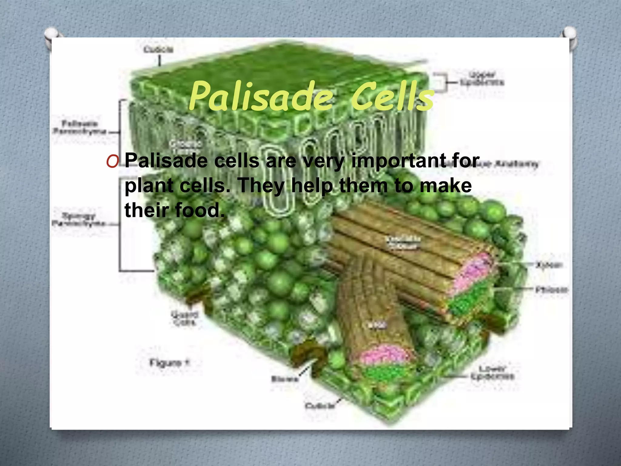 Specialized Cells, Biology | PPTX