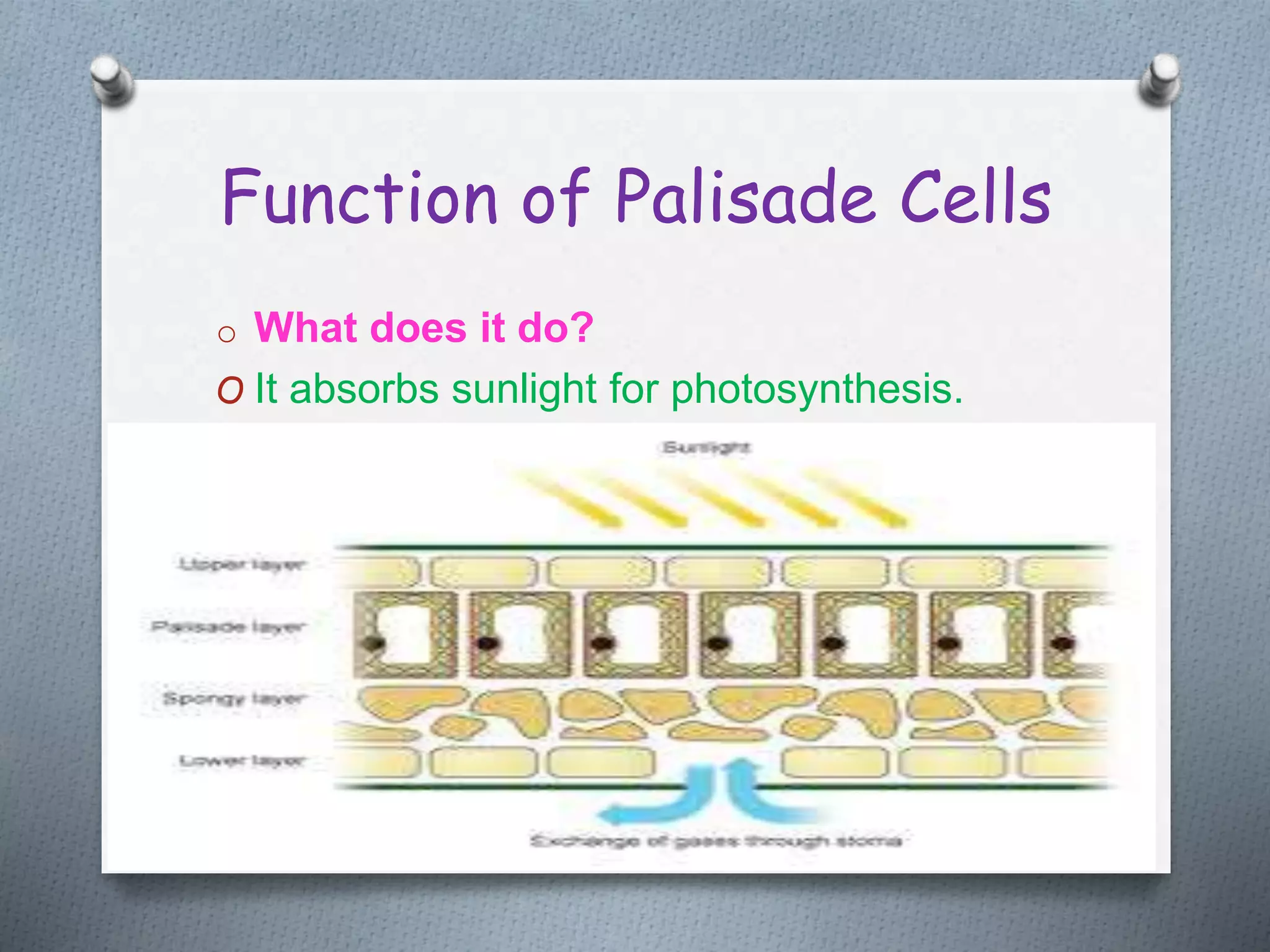 Specialized Cells, Biology | PPTX