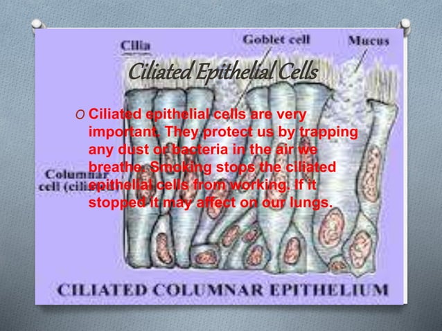 Specialized Cells, Biology | PPTX