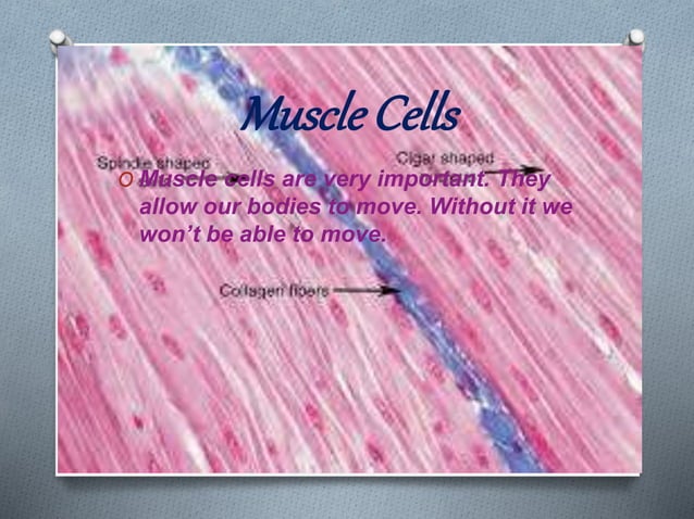 Specialized Cells, Biology | PPTX