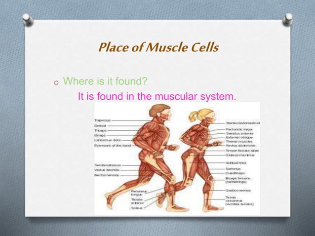 Specialized Cells, Biology | PPTX