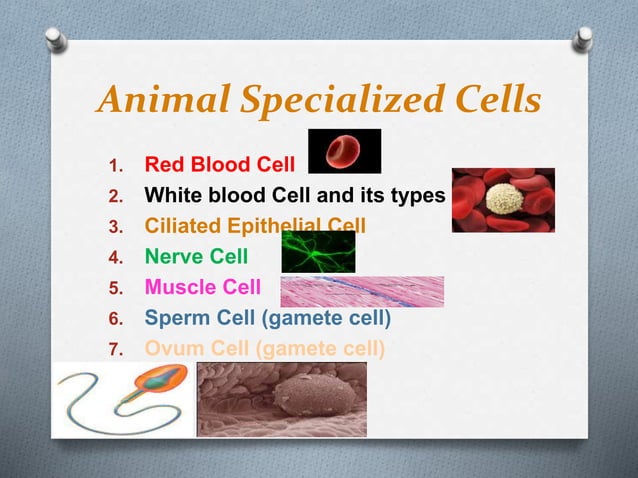 Specialized Cells, Biology | PPTX