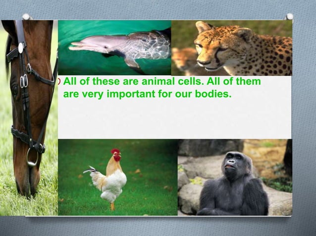 Specialized Cells, Biology