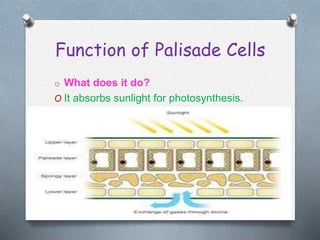 Palisade Cell Model