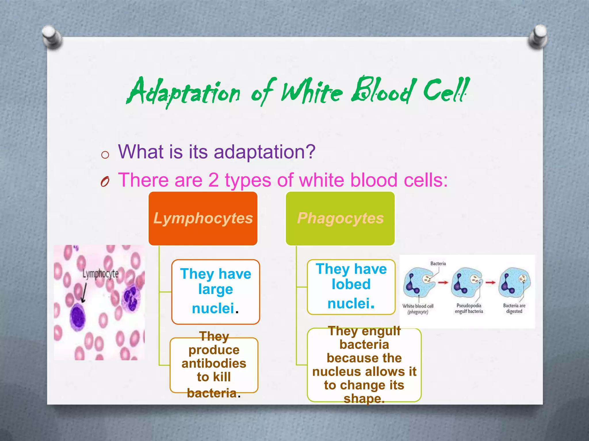 Specialized cells,BIOLOGY,HUMANBODY | PPTX