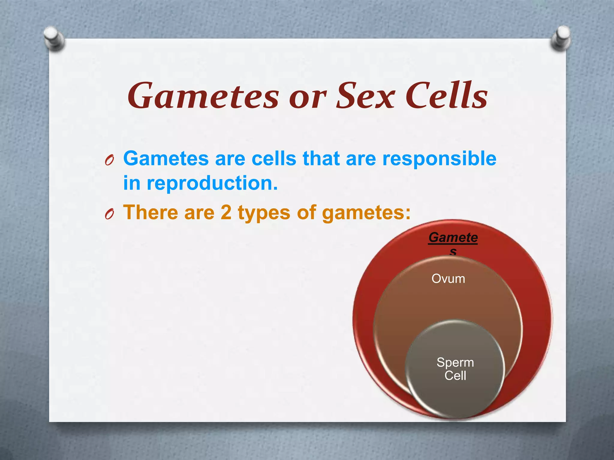 Specialized cells,BIOLOGY,HUMANBODY | PPTX