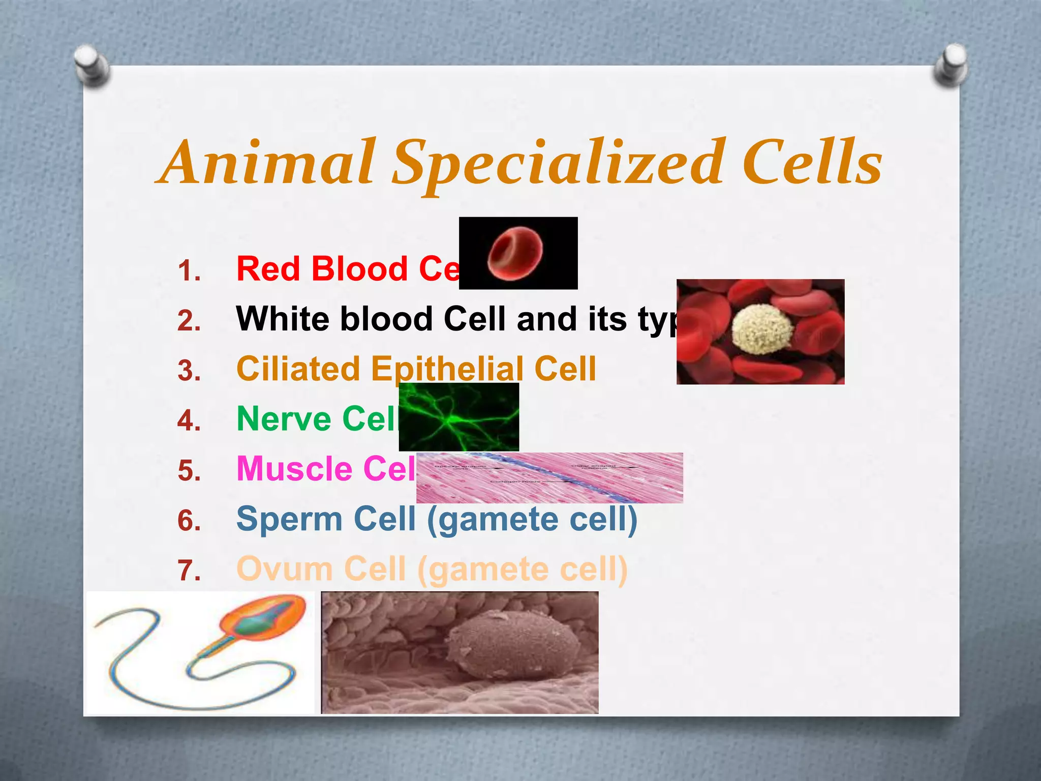 Specialized cells,BIOLOGY,HUMANBODY | PPTX