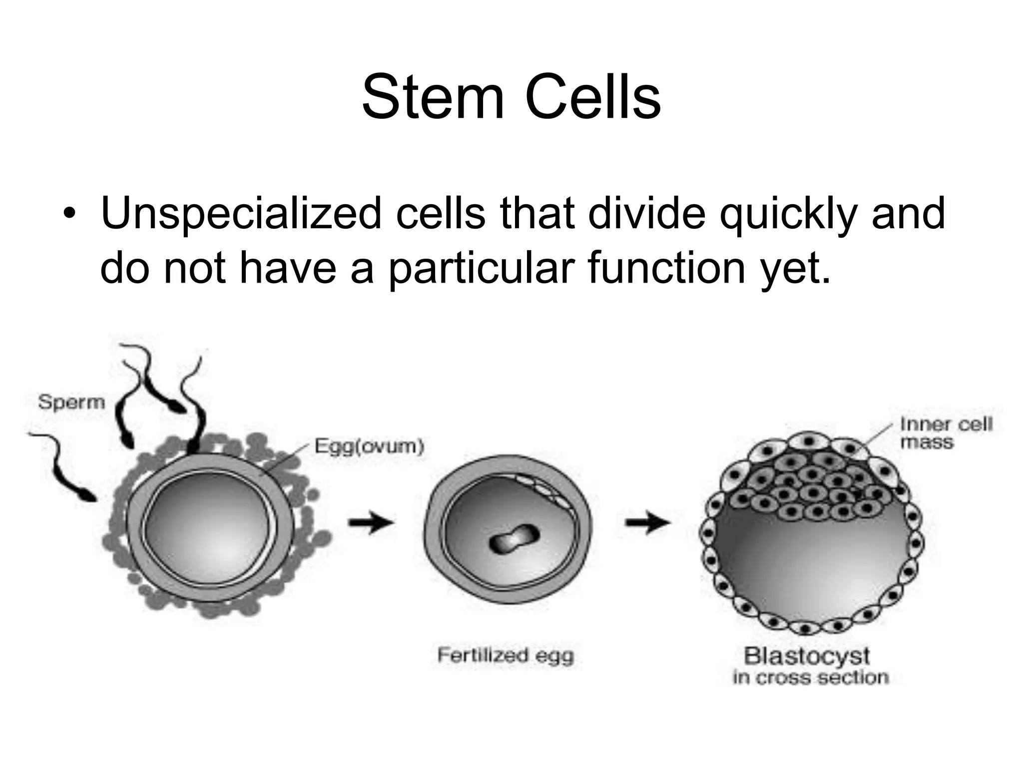 specialized_cells.pptx