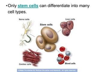 specialized_cells.pptx