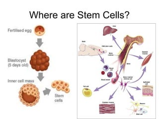 specialized_cells.pptx