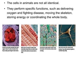 specialized_cells.pptx