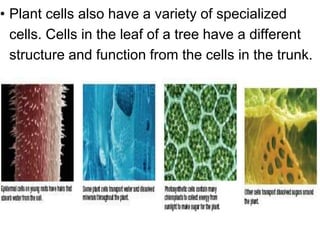 specialized_cells.pptx